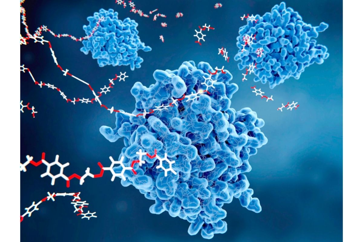 How Enzymes Are Used In Different Industrial Applications Global How Enzymes Are Used In Different Industrial Applications Global